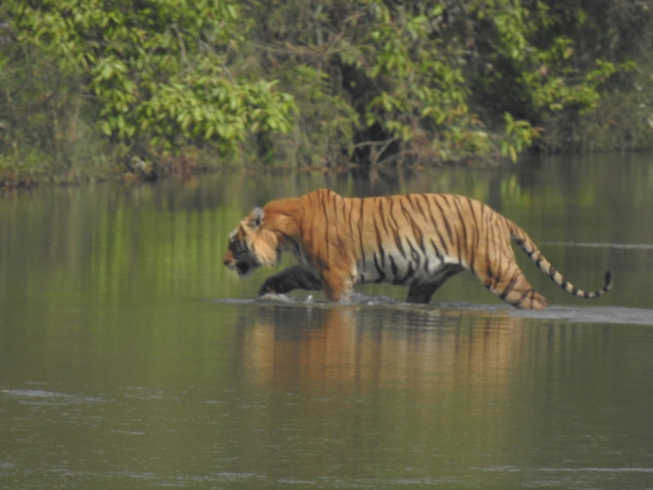 Bardia Tiger Safari Tour - Nepal Tours